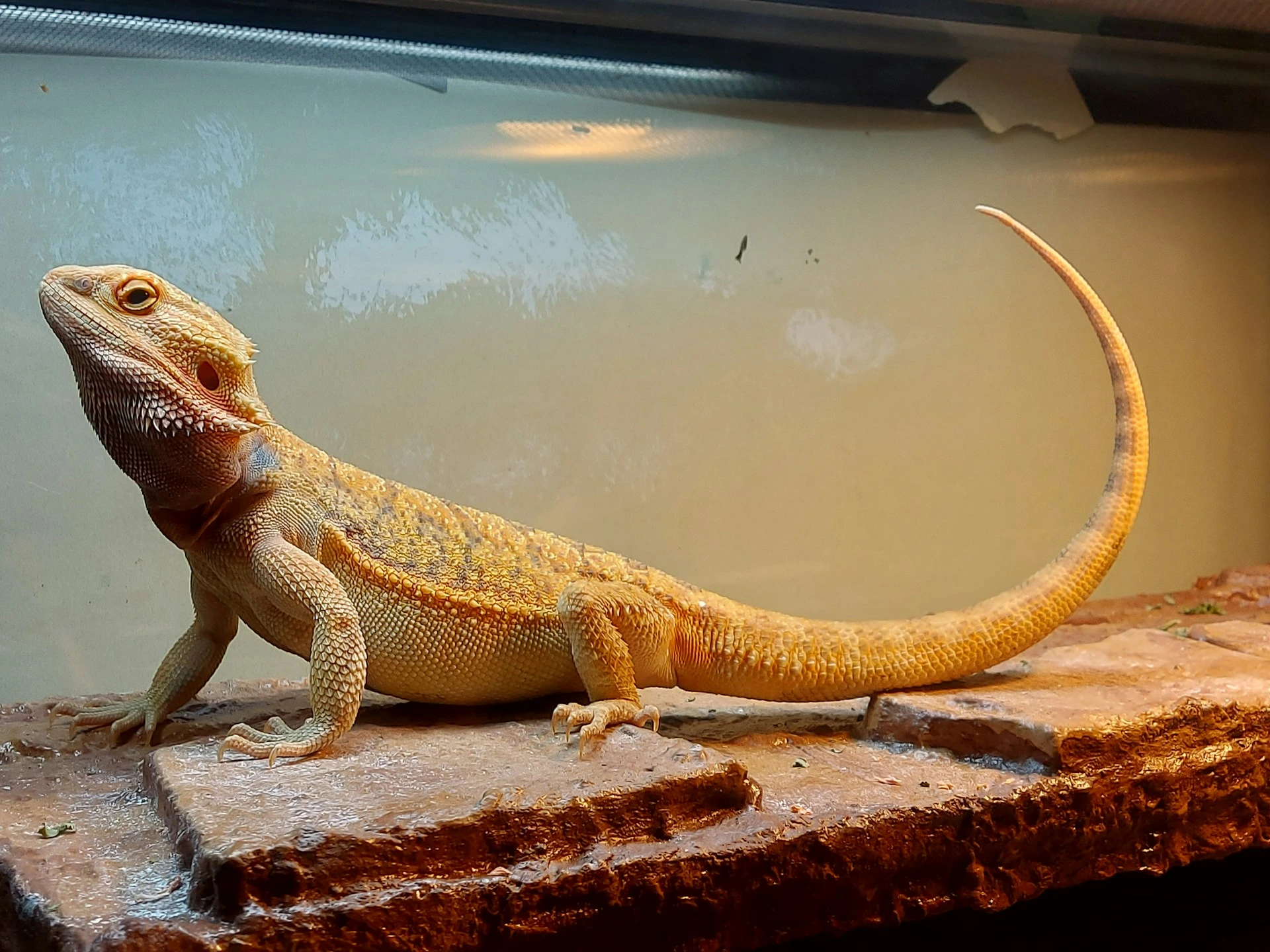 Bearded Dragon Body Language | Matthews NC Vet