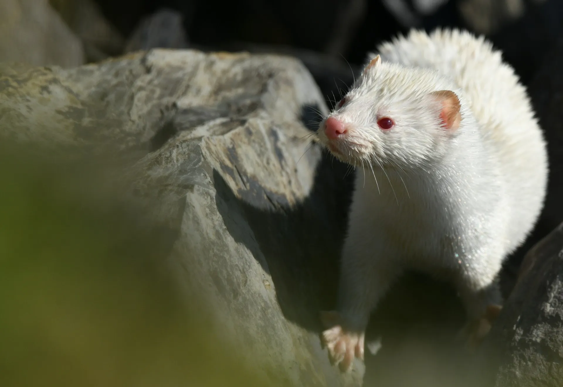 Ferret Behavior | Fullwood Animal Hospital Mint Hill NC